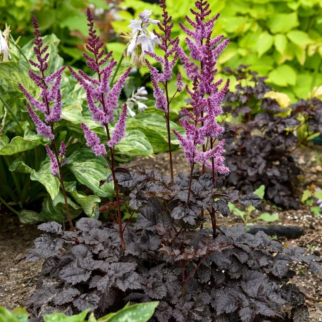 10 Goth Garden Plants: Dark Foliage Picks for a Moody Garden — Plant ...
