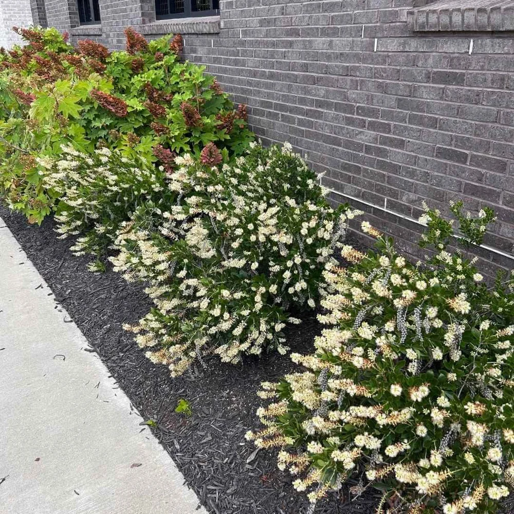 Summersweet (Clethra alnifolia): Native Shrub for Shade, Wet Soil ...