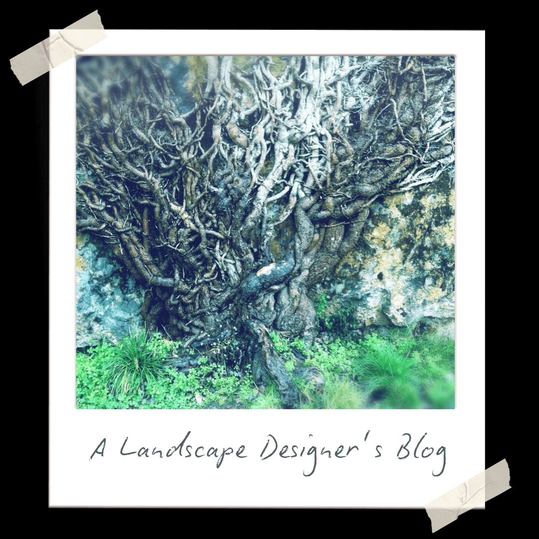 Plant and Bloom Design Studio - A Landscape Designer’s Blog