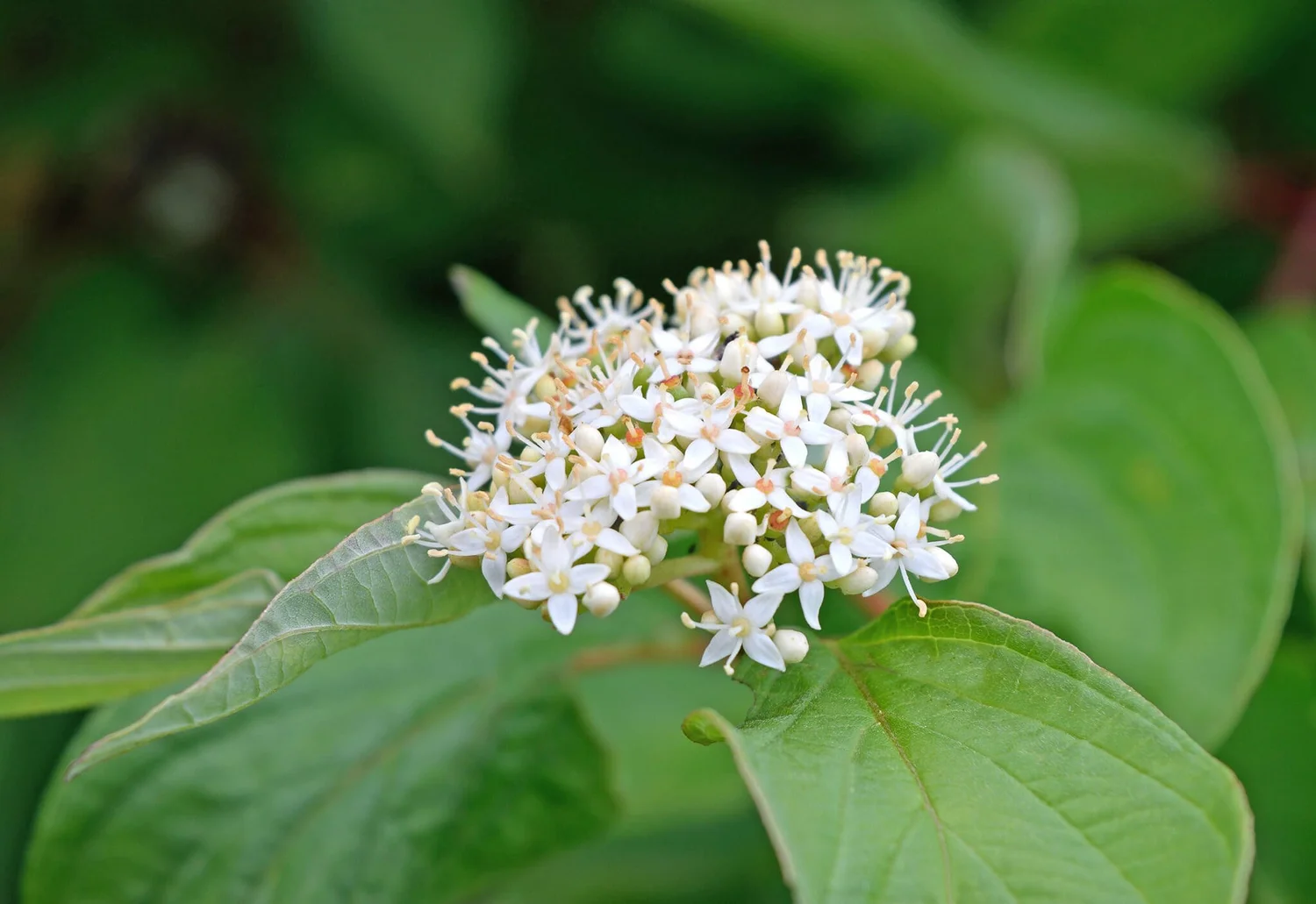 10 Top Butterfly Host Plants — Plant and Bloom Design Studio