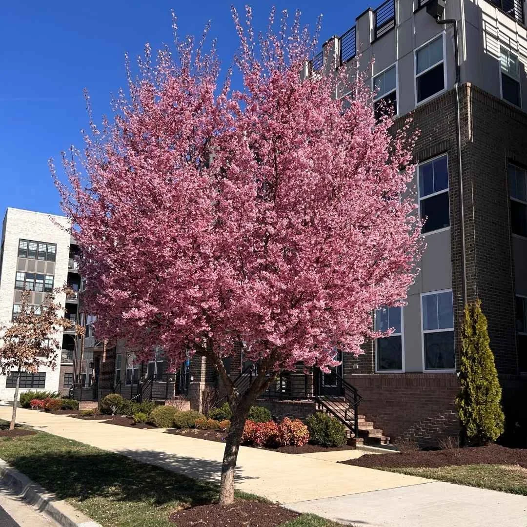The Okame Cherry Tree — Plant and Bloom Design Studio