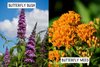 Butterfly Weed (Asclepias tuberosa): A Complete Growing Guide — Plant ...