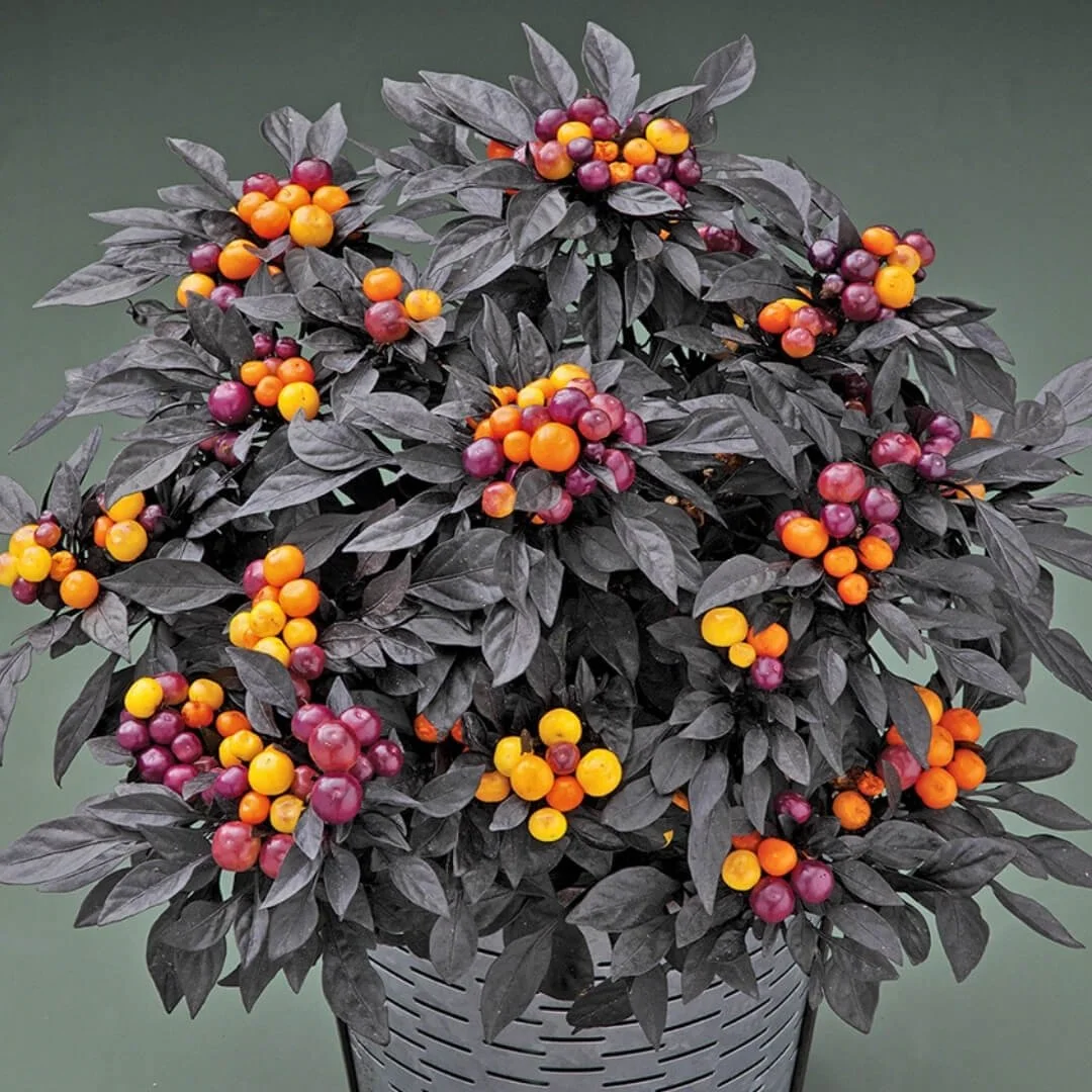10 Garden Plants with Black Leaves — Plant and Bloom Design Studio