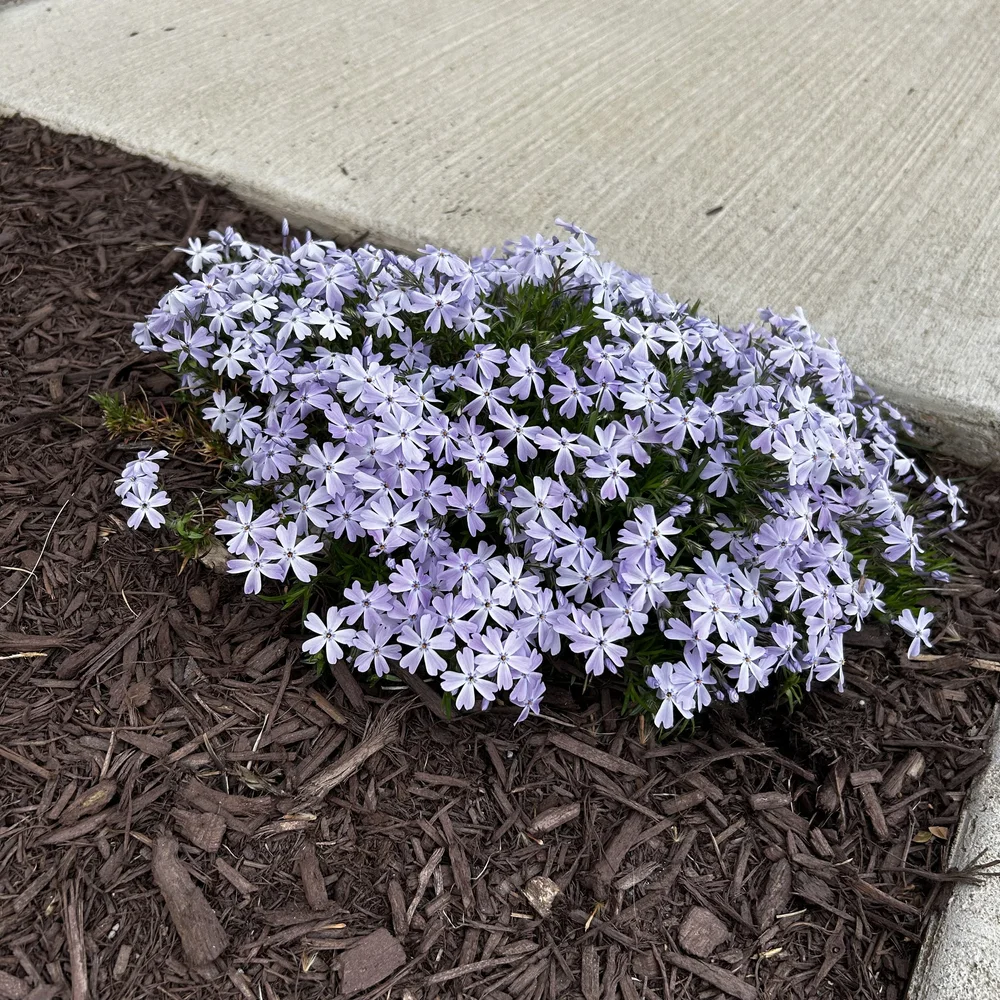 Emerald Blue Creeping Phlox (Phlox subulata 'Emerald Blue') — Plant and ...