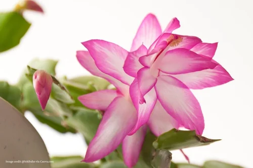 Thanksgiving Cactus Plant — Plant and Bloom Design Studio