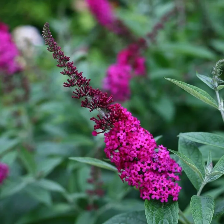 7 Non-Invasive Butterfly Bush Varieties — Plant and Bloom Design Studio