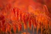 10 Fall Bushes That Turn Red — Plant and Bloom Design Studio