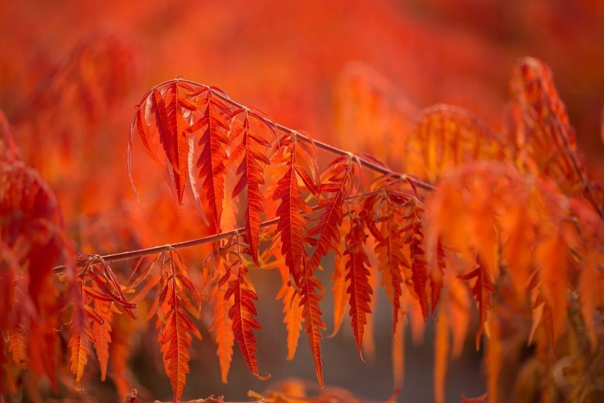 10 Fall Bushes That Turn Red — Plant and Bloom Design Studio
