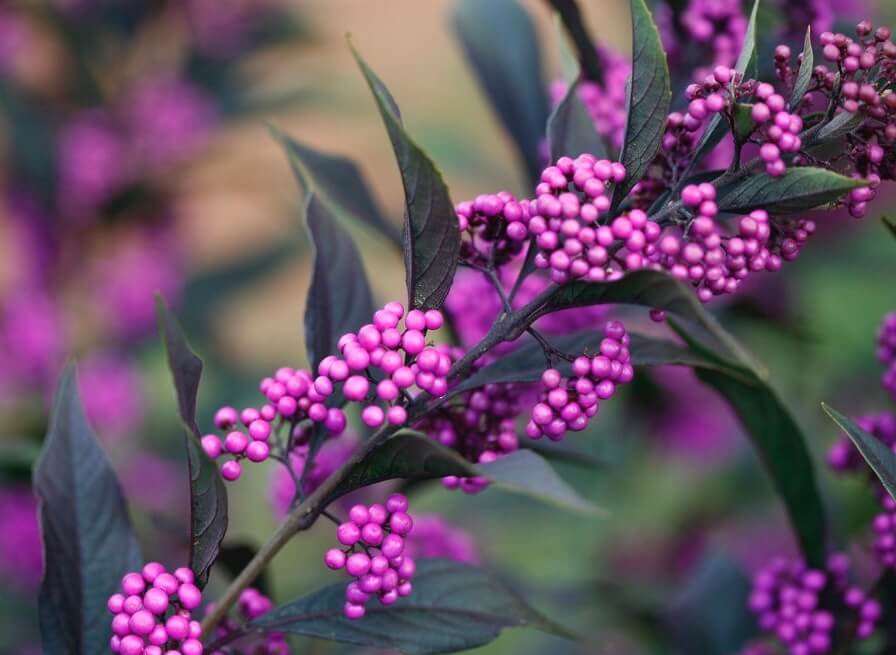 Goth Garden Plants — Plant and Bloom Design Studio