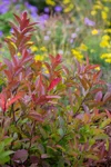 Love Child® Sweetspire — Plant and Bloom Design Studio