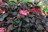 10 Goth Garden Plants: Dark Foliage Picks for a Moody Garden — Plant ...