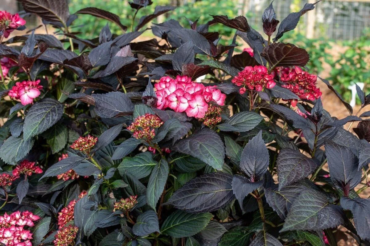 10 Goth Garden Plants: Dark Foliage Picks for a Moody Garden — Plant ...