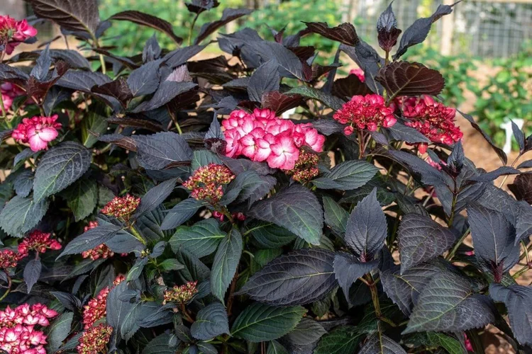 10 Goth Garden Plants: Dark Foliage Picks for a Moody Garden — Plant ...