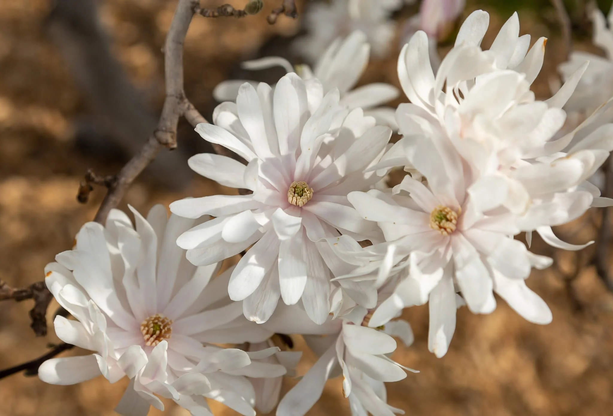 Centennial Blush Star Magnolia (Magnolia stellata 'Centennial Blush ...