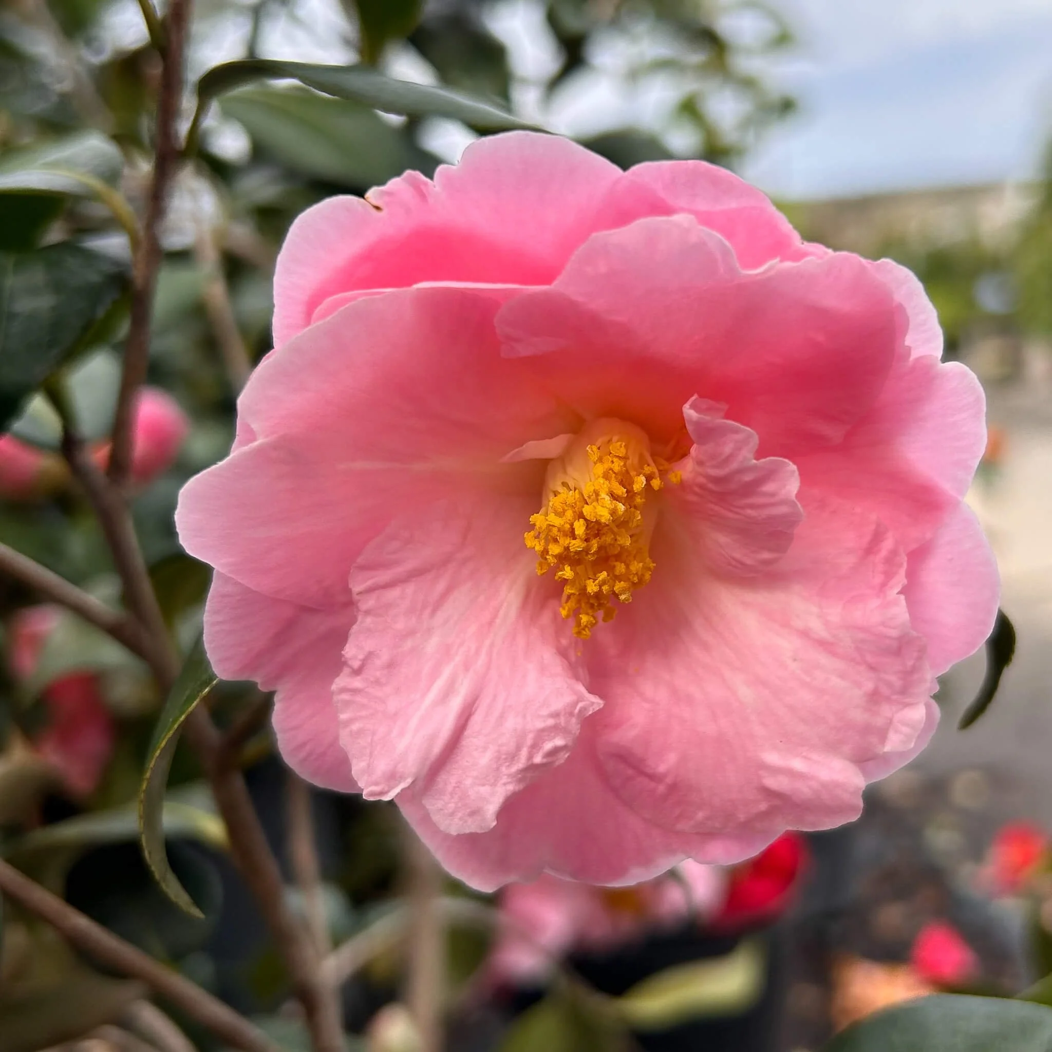 Pink Icicle Camellia (Camellia 'Pink Icicle') — Plant and Bloom Design ...
