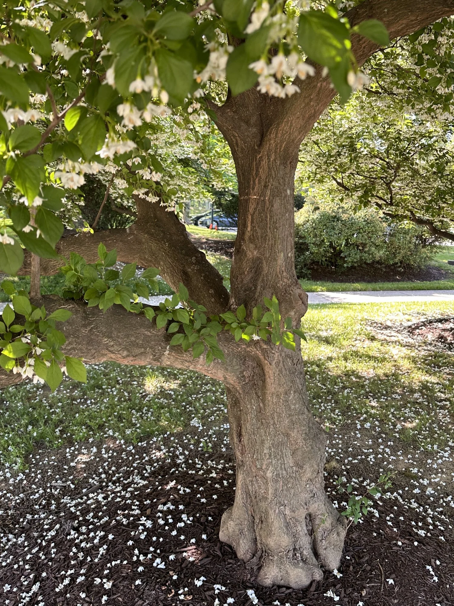 Japanese Snowbell Tree (Styrax japonicus) — Plant and Bloom Design Studio