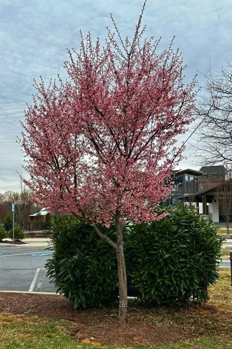 The Okame Cherry Tree — Plant and Bloom Design Studio