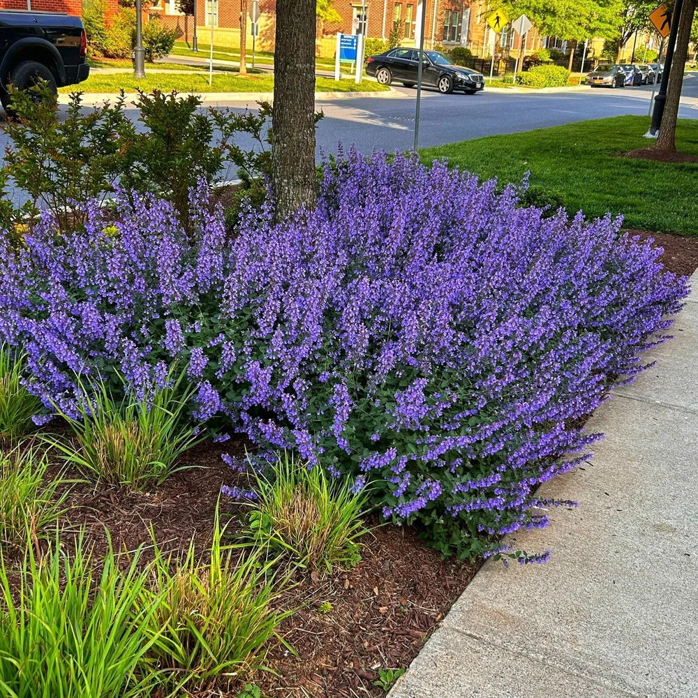 Catmint (Nepeta) — Plant and Bloom Design Studio