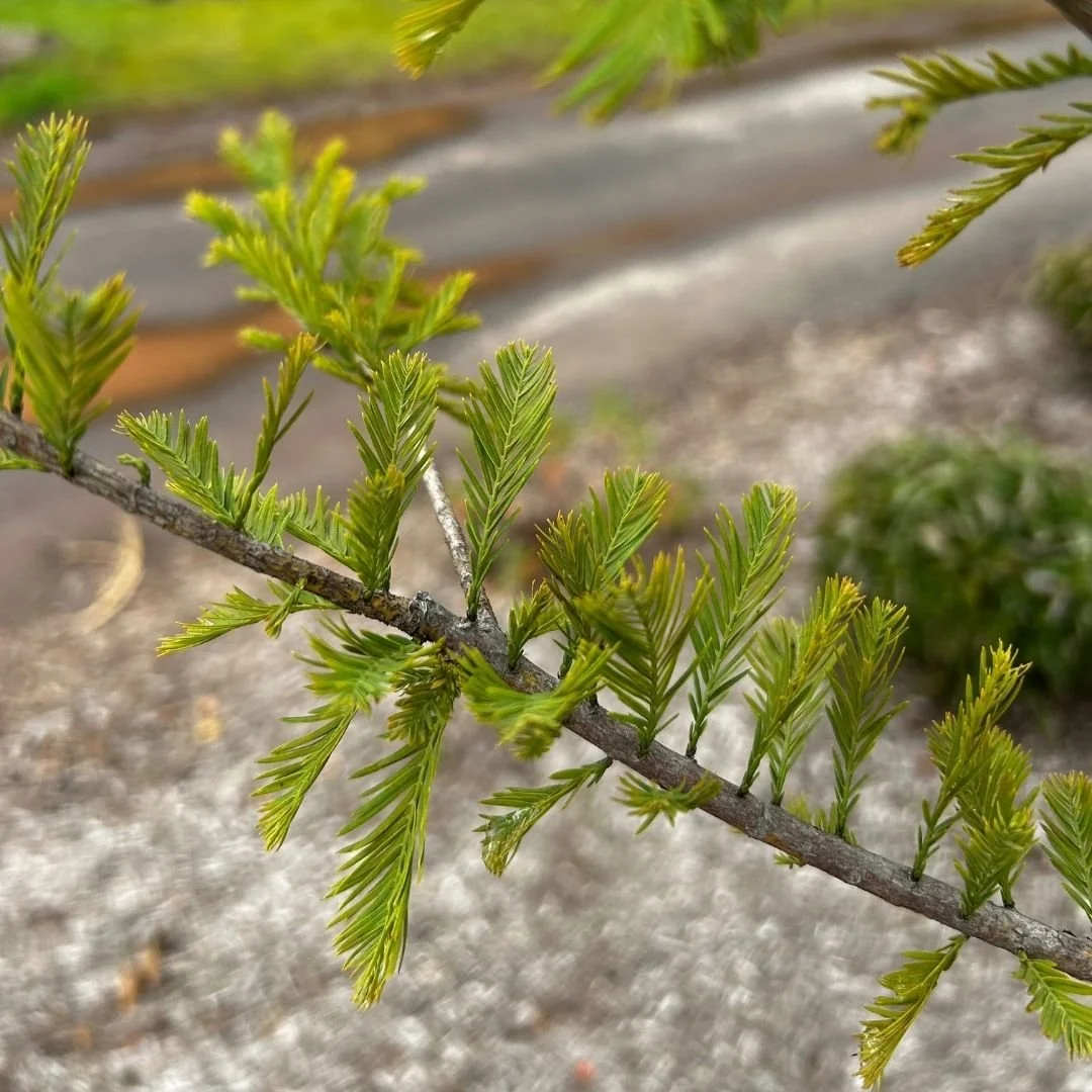 The Bald Cypress Tree — Plant and Bloom Design Studio