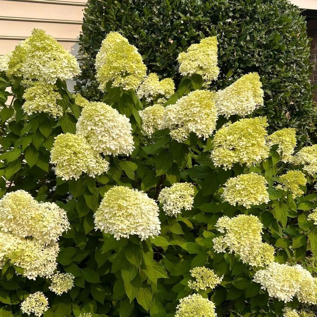 The Panicle Hydrangea — Plant and Bloom Design Studio