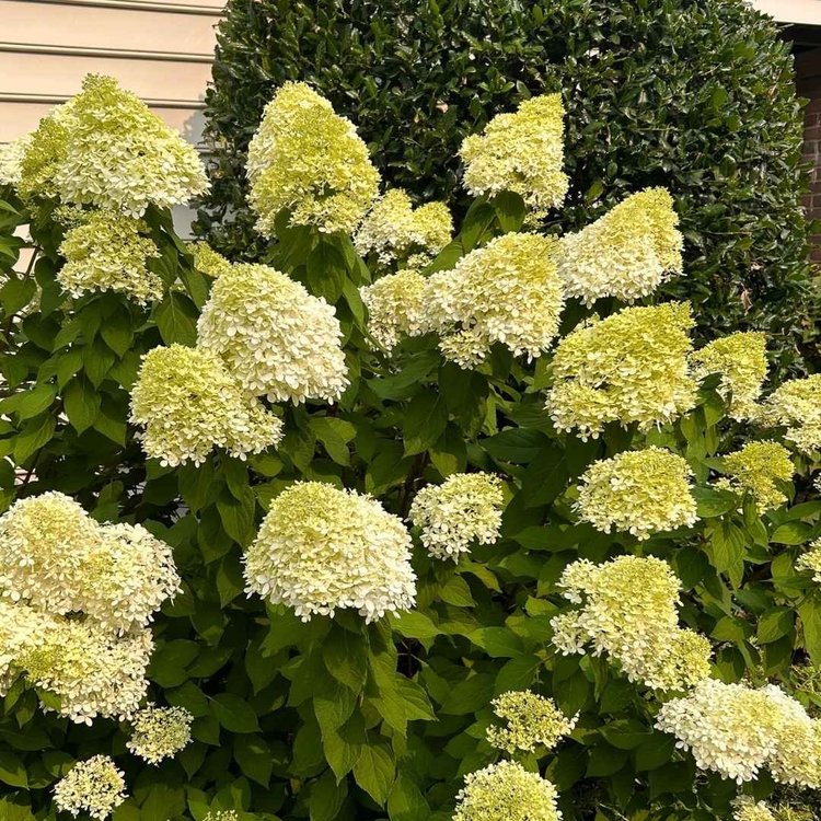The Panicle Hydrangea — Plant and Bloom Design Studio