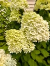 Which Hydrangea Should I Plant? — Plant and Bloom Design Studio
