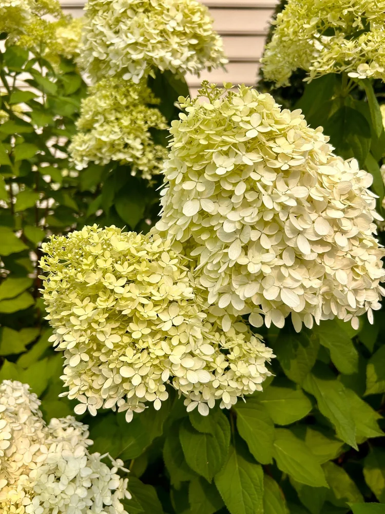 Which Hydrangea Should I Plant? — Plant and Bloom Design Studio
