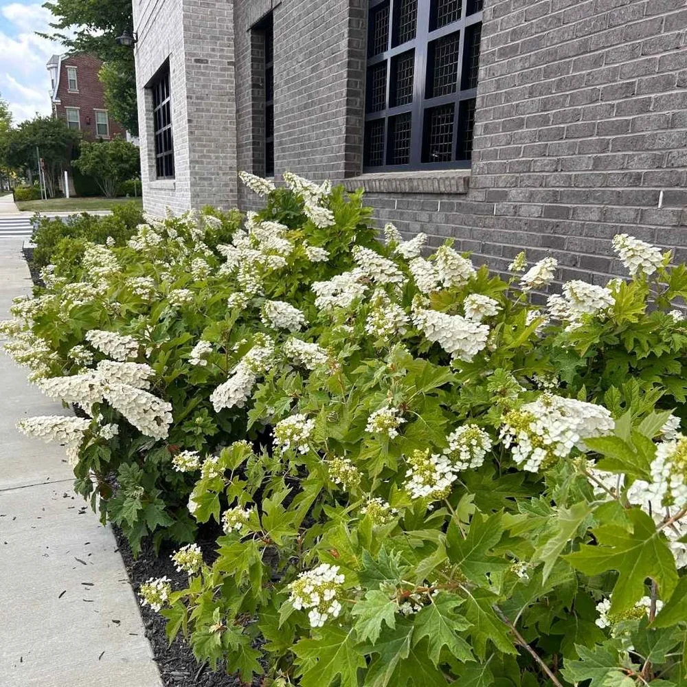 Ruby Slippers Hydrangea — Plant and Bloom Design Studio