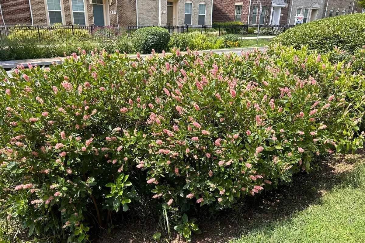 11 Wet Soil Shrubs That Absorb Water (Including Evergreens) — Plant and ...