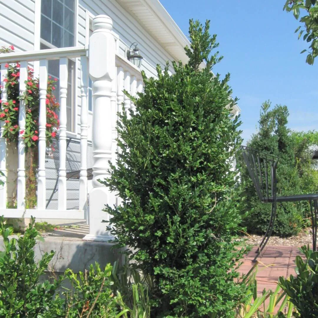 10 Front of the House Bushes — Plant and Bloom Design Studio