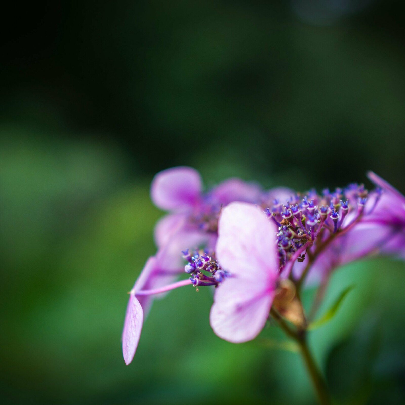 Mountain Hydrangea (Hydrangea serrata) — Plant and Bloom Design Studio