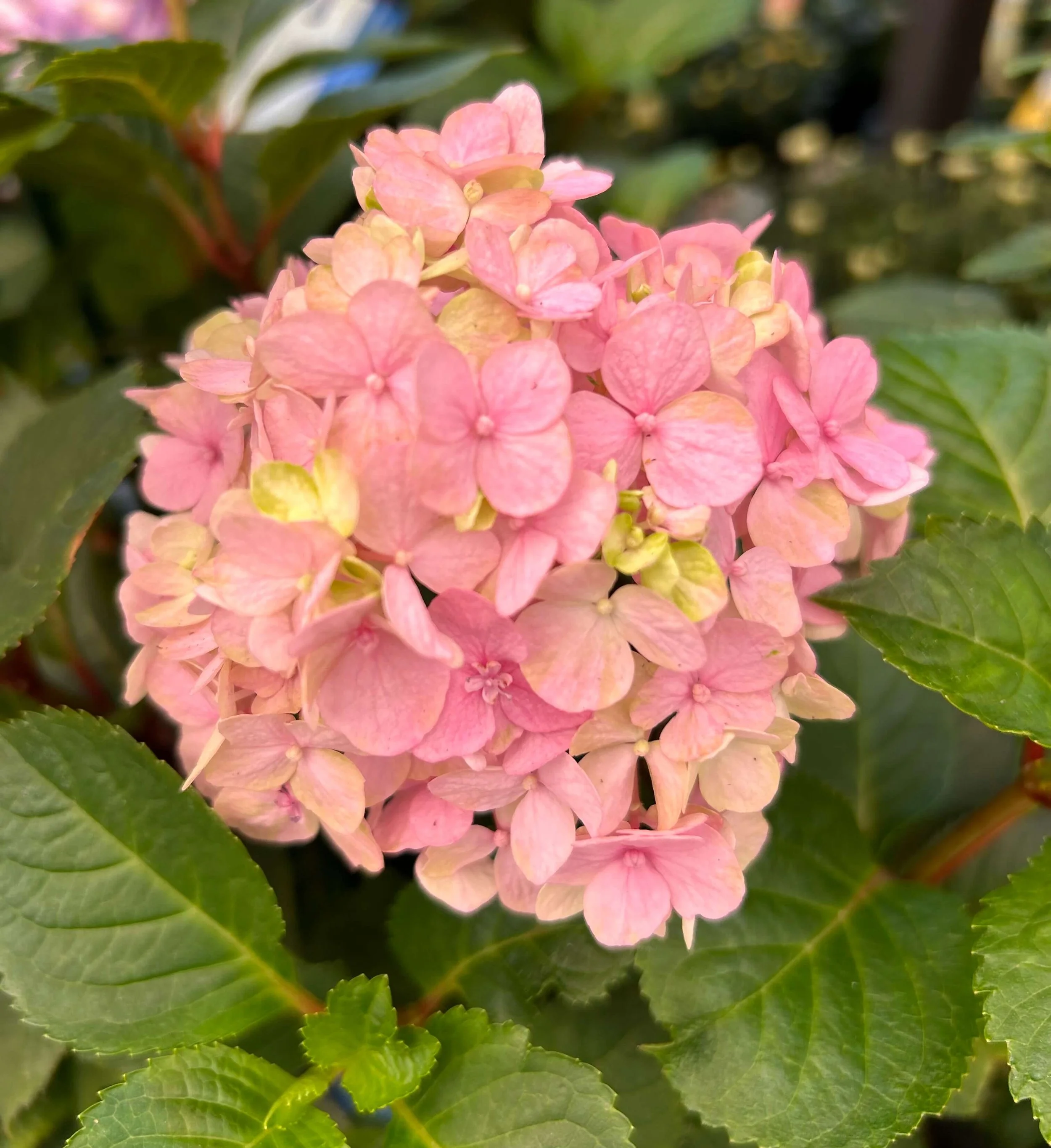 Bigleaf Hydrangea (Hydrangea macrophylla) — Plant and Bloom Design Studio