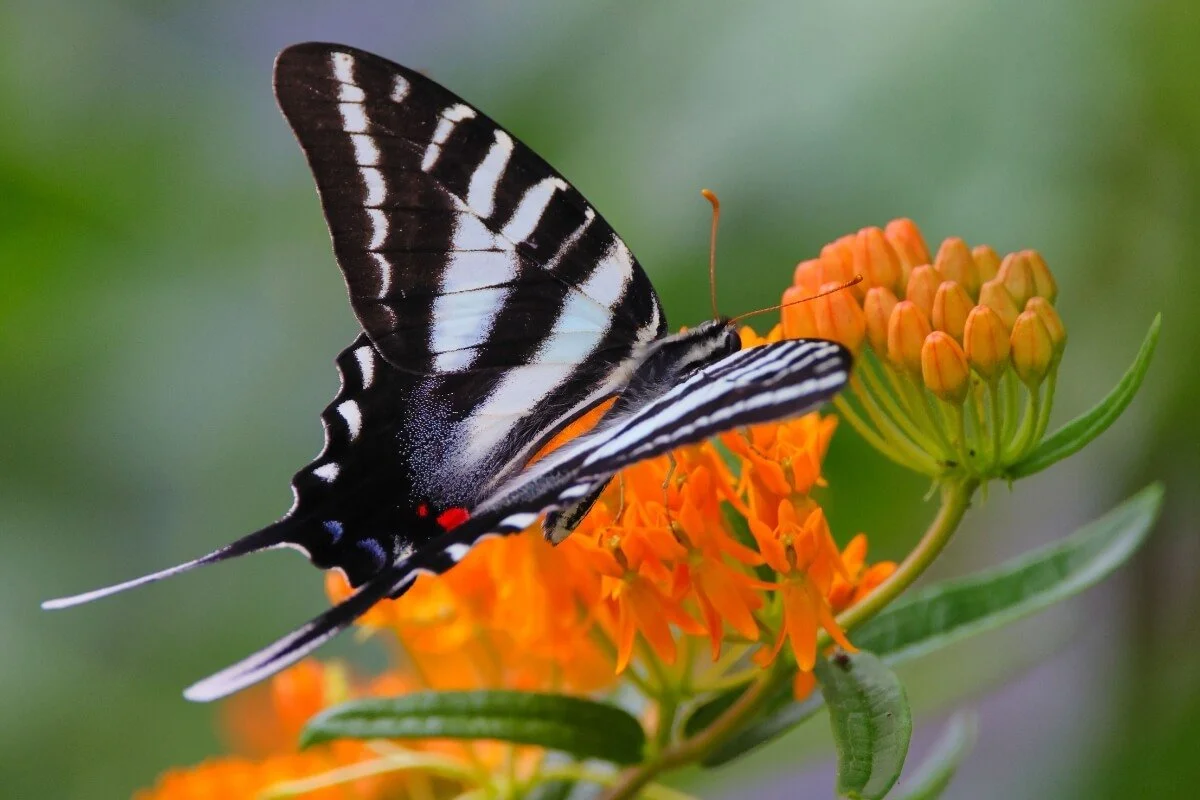 Butterfly Weed (Asclepias tuberosa) — Plant and Bloom Design Studio