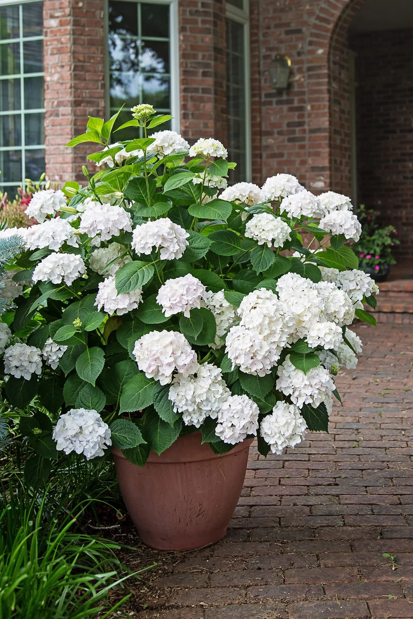 Endless Summer® Blushing Bride Reblooming Hydrangea (Hydrangea ...