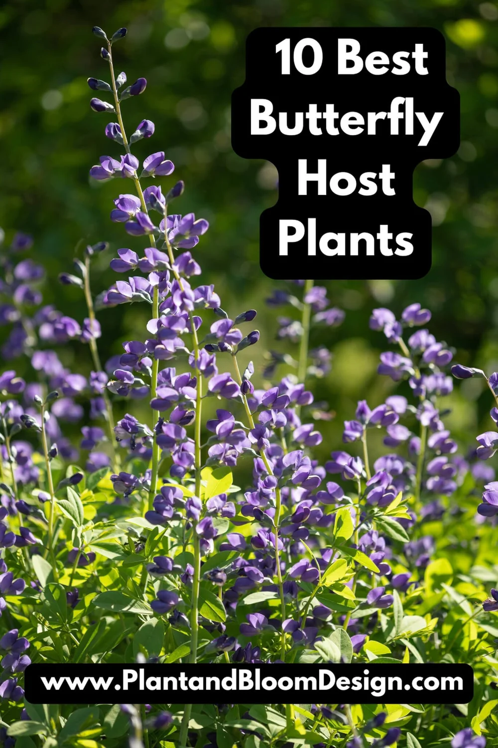 10 Best Butterfly Host Plants — Plant and Bloom Design Studio