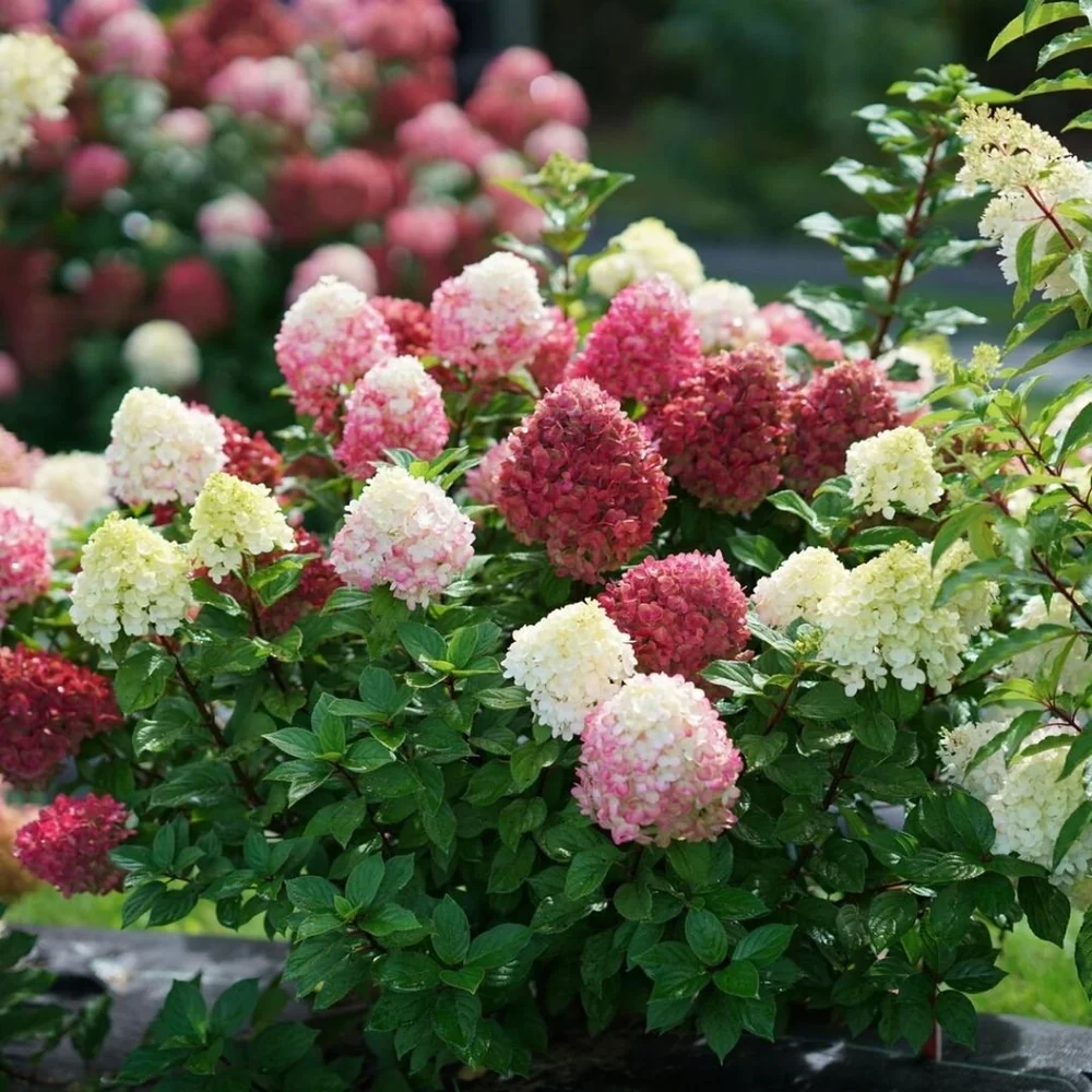 The Panicle Hydrangea — Plant and Bloom Design Studio