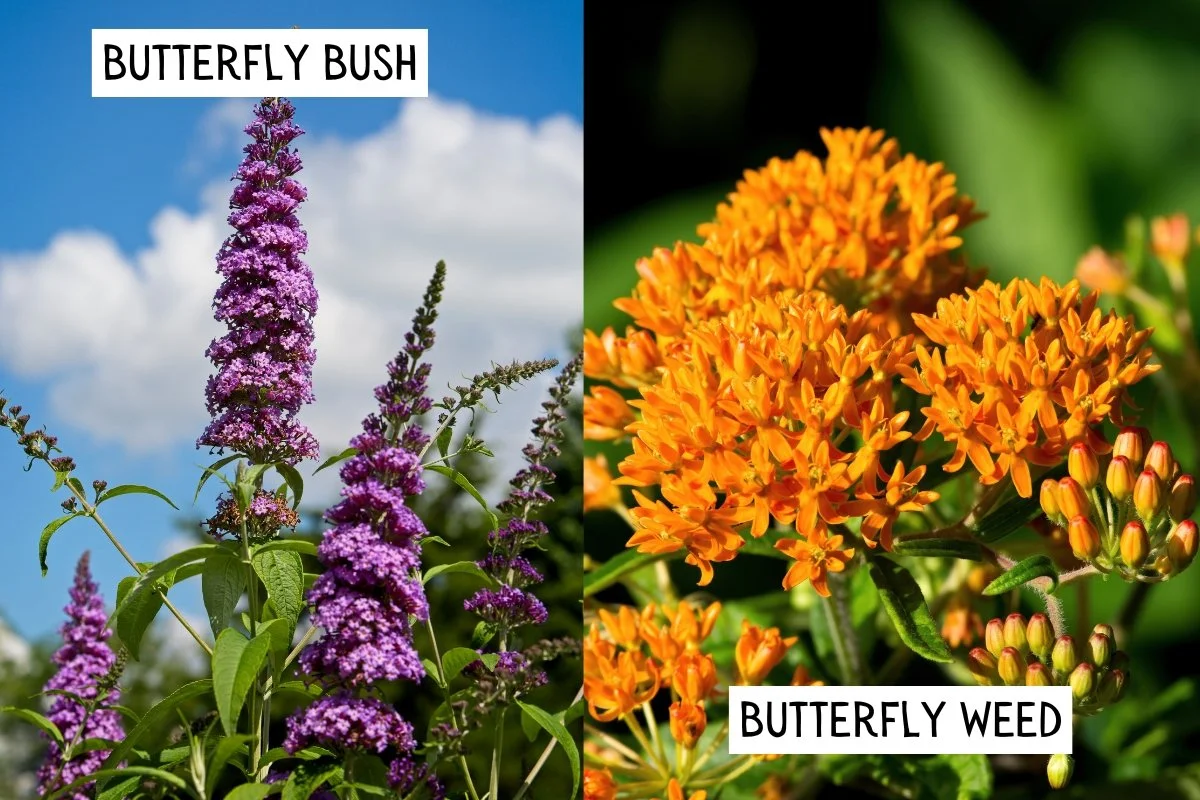 Butterfly Weed (Asclepias tuberosa) — Plant and Bloom Design Studio