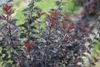10 Goth Garden Plants: Dark Foliage Picks for a Moody Garden — Plant ...