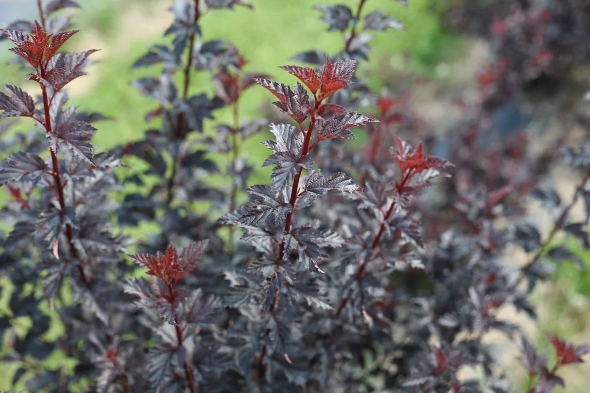 10 Goth Garden Plants: Dark Foliage Picks for a Moody Garden — Plant ...
