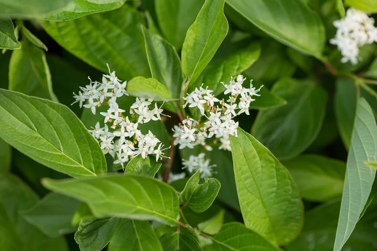 11 Wet Soil Shrubs That Absorb Water (Including Evergreens) — Plant and ...