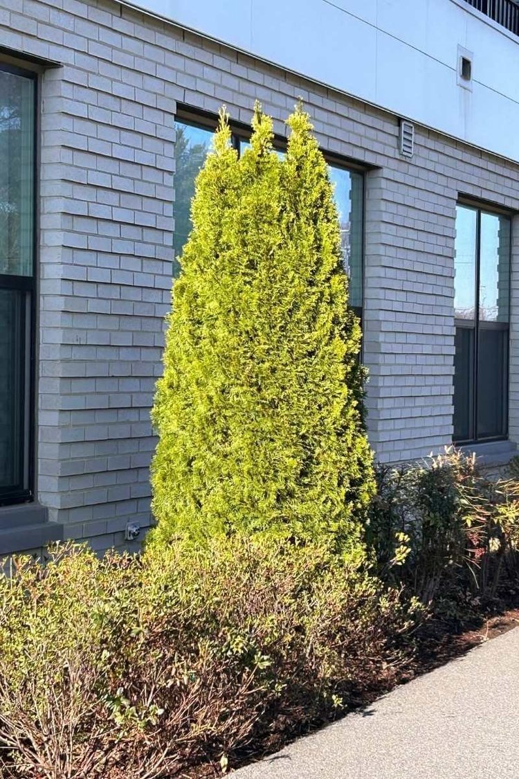 Evergreen Landscaping Shrubs Plant And Bloom Design Studio