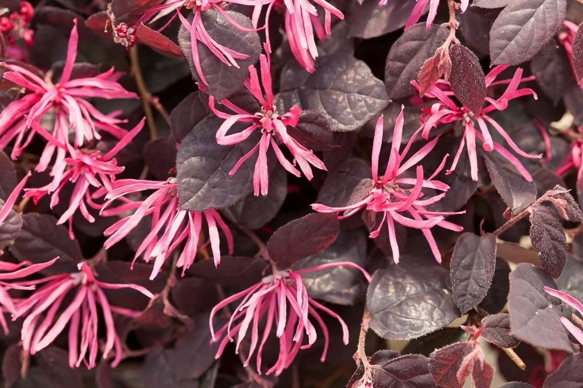 10 Goth Garden Plants: Dark Foliage Picks for a Moody Garden — Plant ...