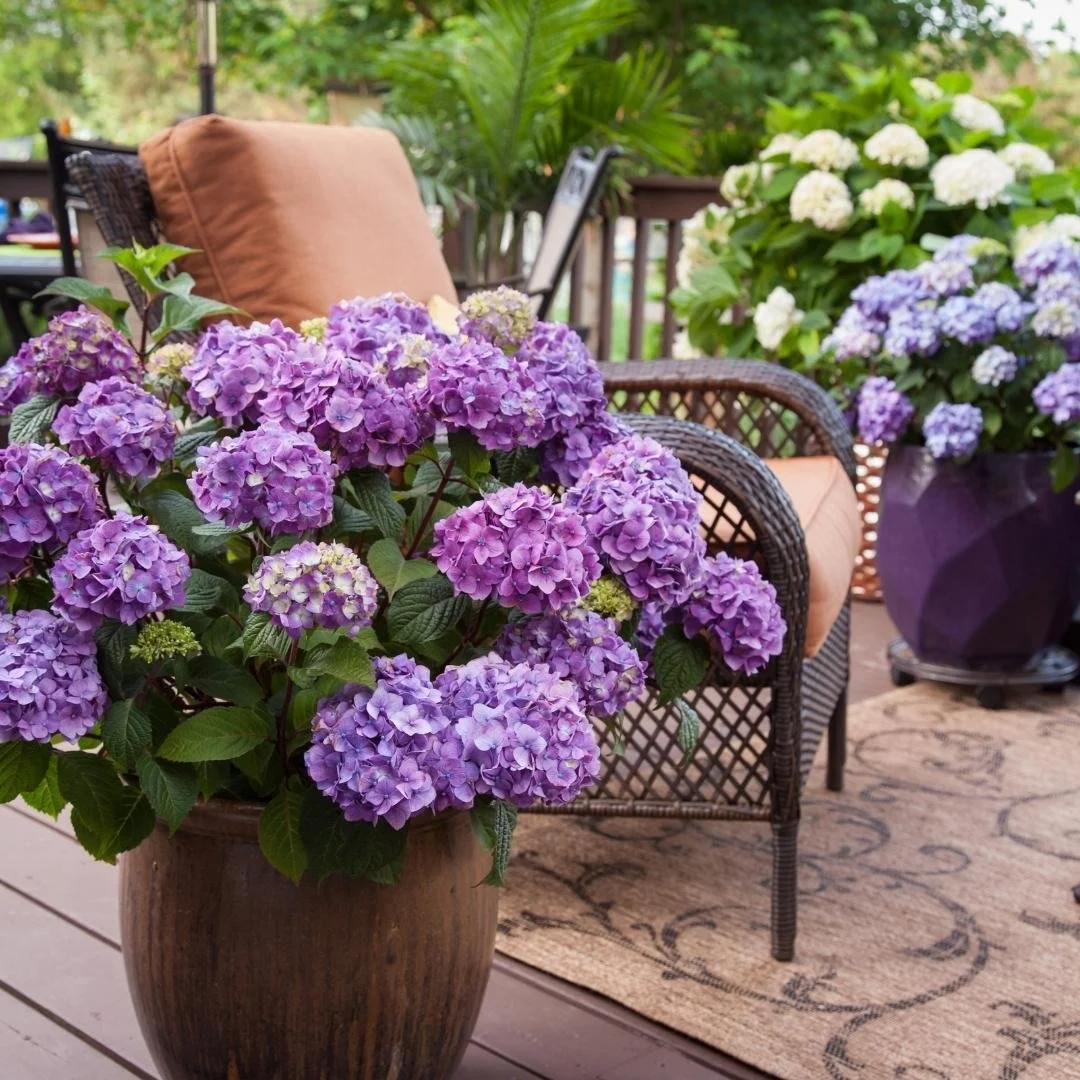 Bigleaf Hydrangea Landscaping — Plant and Bloom Design Studio