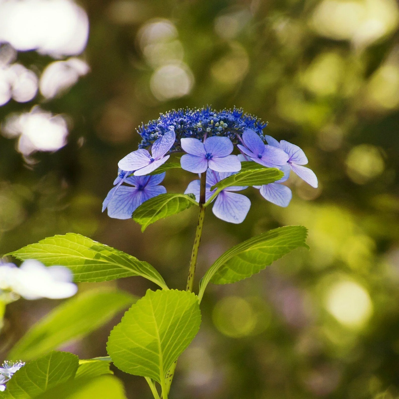 Mountain Hydrangea (Hydrangea serrata) — Plant and Bloom Design Studio