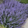 Catmint (Nepeta) — Plant and Bloom Design Studio