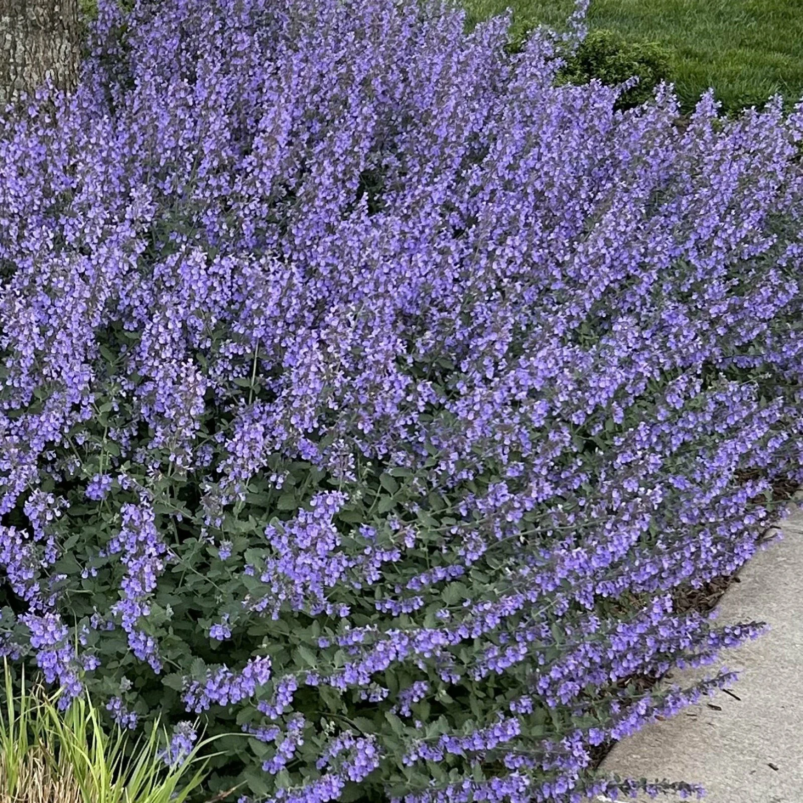 Catmint (Nepeta) — Plant and Bloom Design Studio