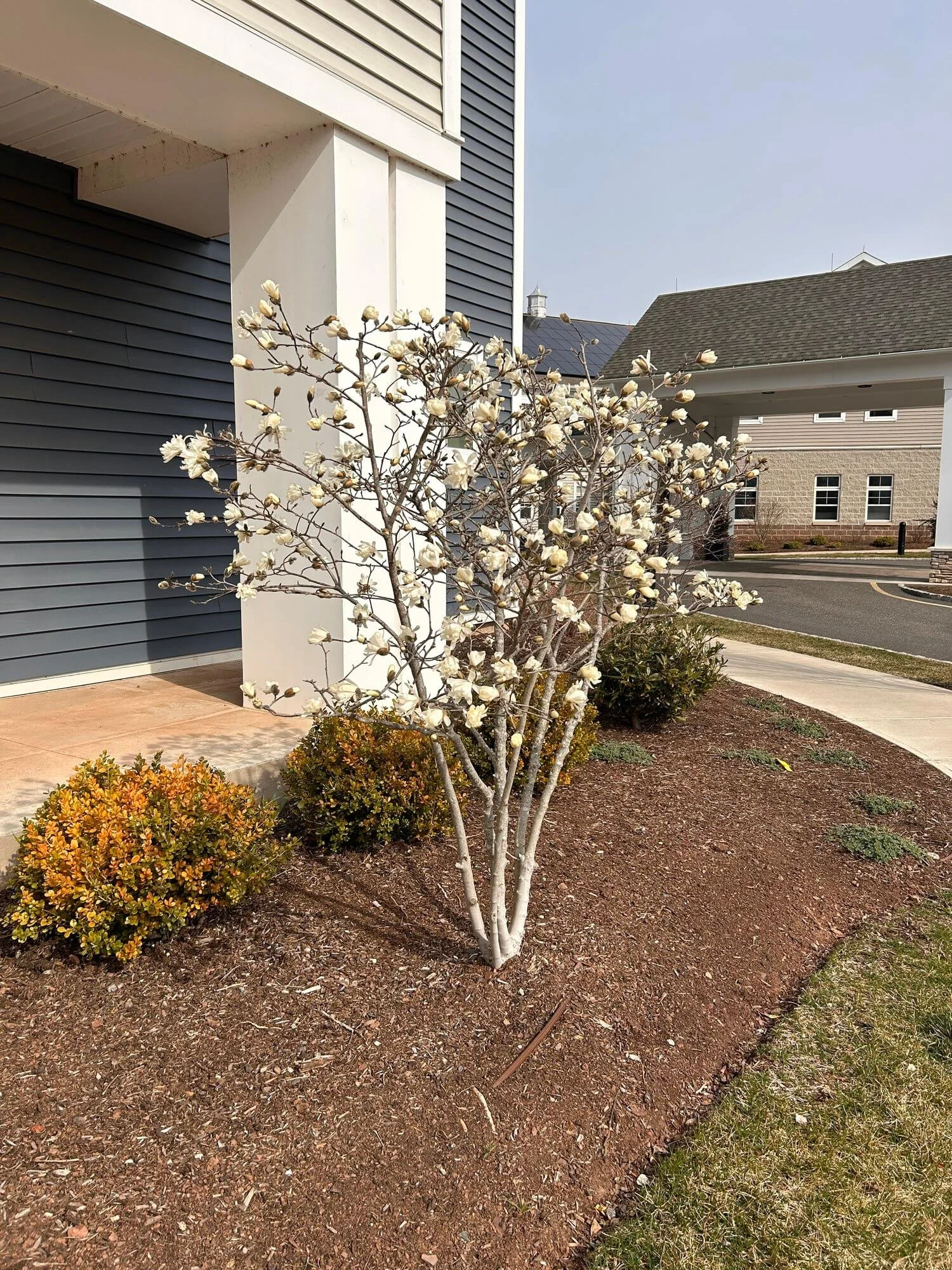 Star Magnolia (Magnolia stellata) — Plant and Bloom Design Studio