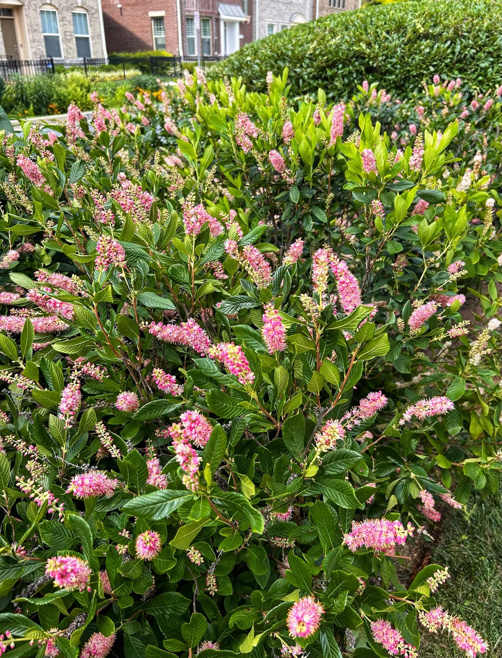 Ruby Spice Summersweet Clethra (Clethra alnifolia 'Ruby Spice') — Plant ...