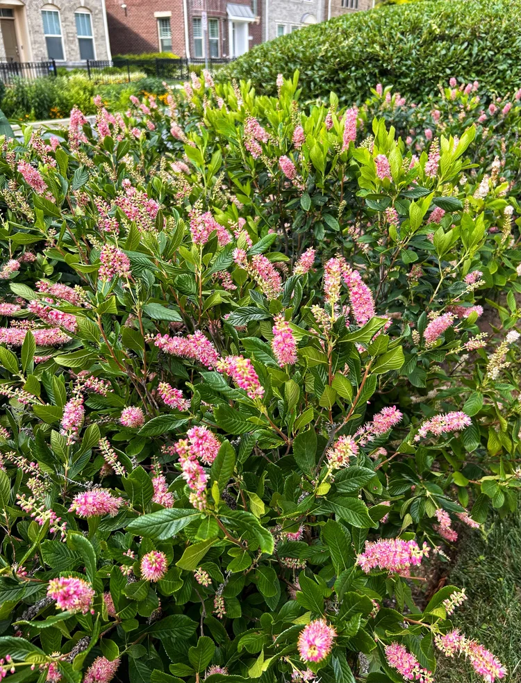 Ruby Spice Summersweet Clethra (Clethra alnifolia 'Ruby Spice') — Plant ...