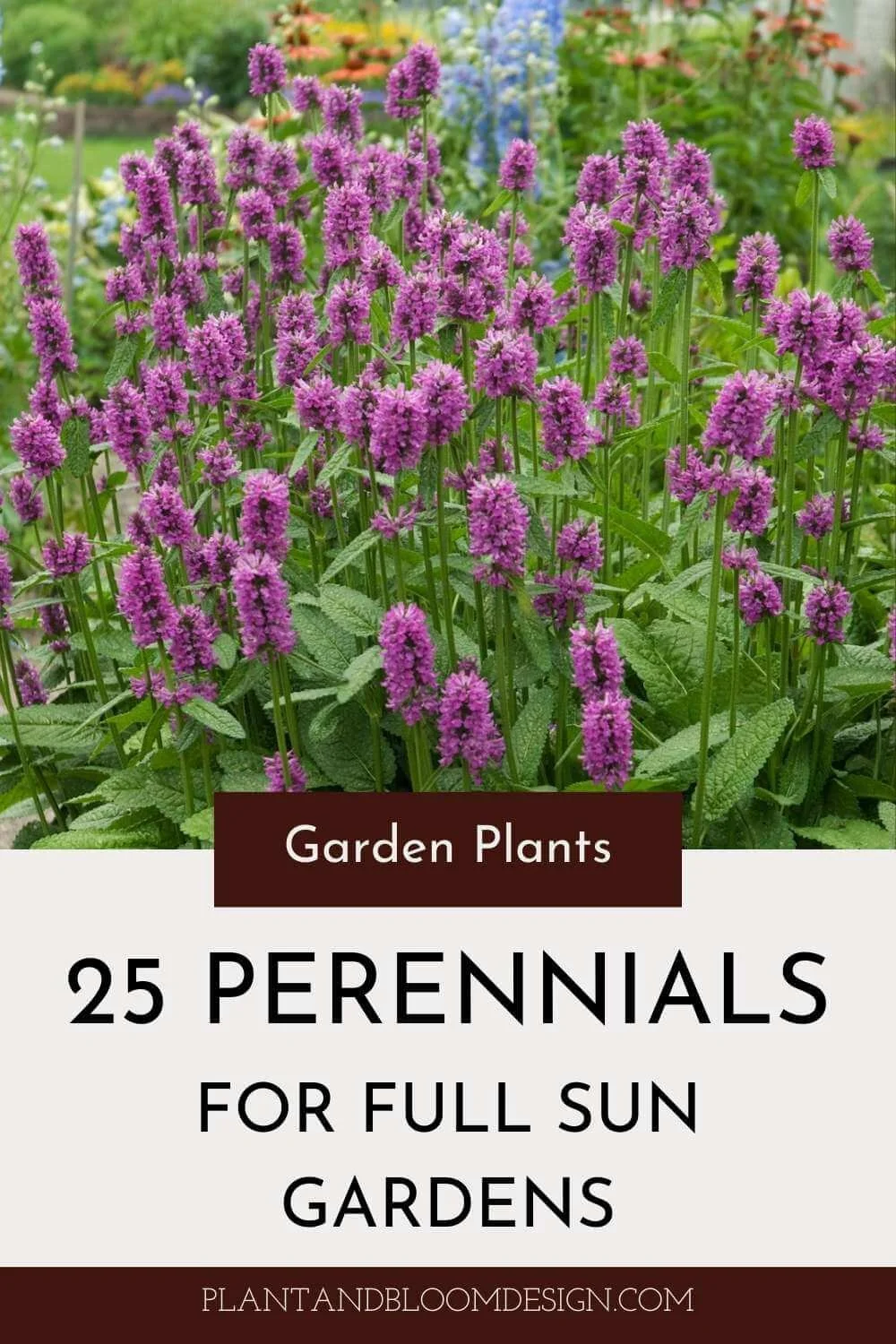 25 Best Full Sun Perennials — Plant and Bloom Design Studio